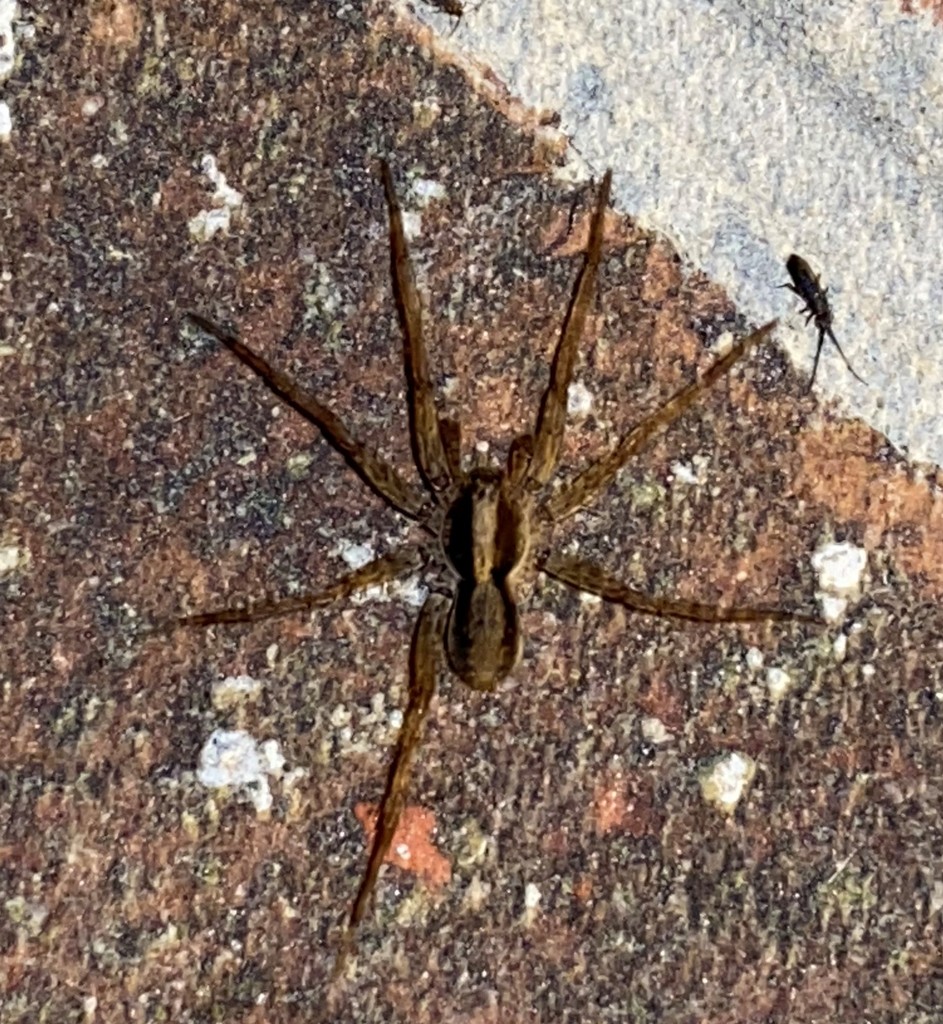 Brush-legged Spiders from Along Ijams Branch, off of Co. Rd. 275 ...