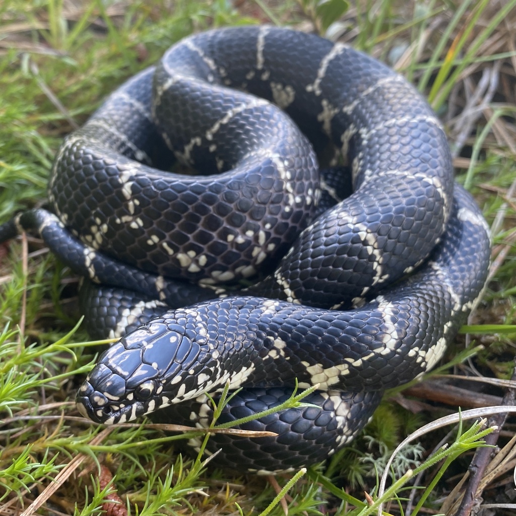 Eastern Kingsnake in June 2021 by Dean Stavrides · iNaturalist