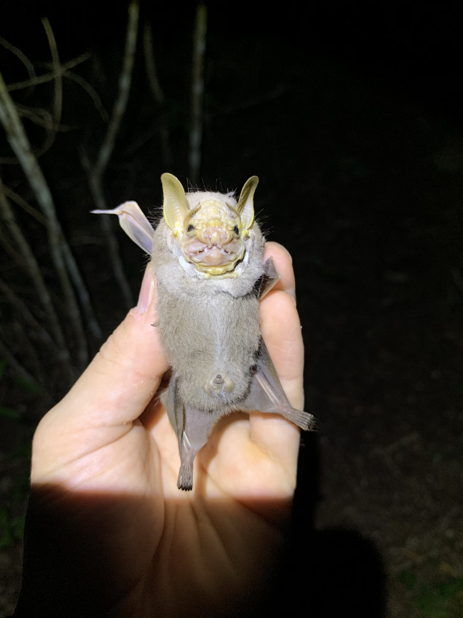 Centurio senex Gray, 1842