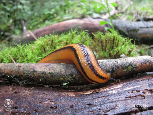 Subspecies Pallifera costaricensis alticola · iNaturalist