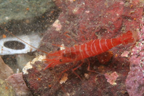 Striped Eualid (Eualus lineatus) · iNaturalist