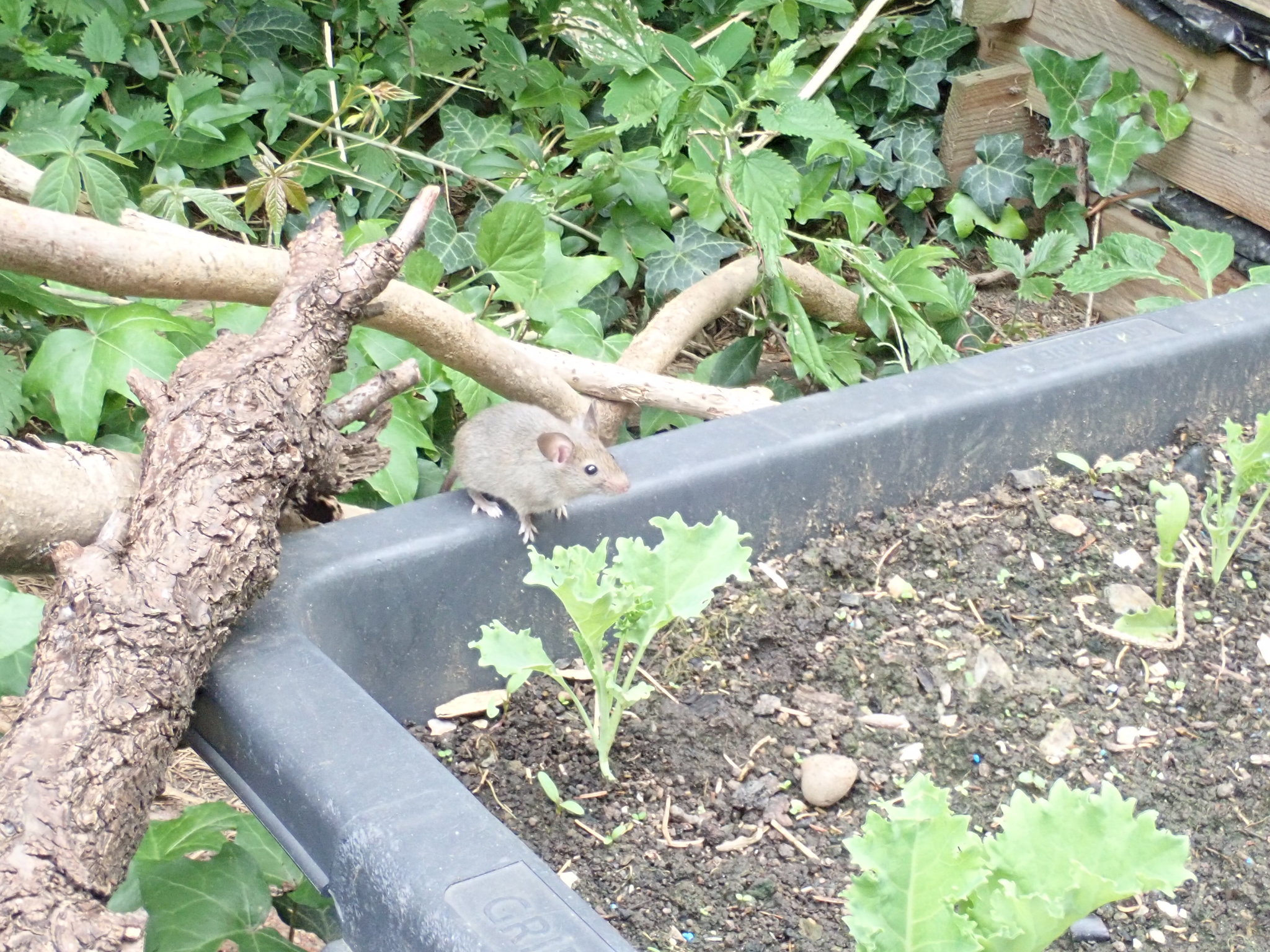 Mus musculus musculus