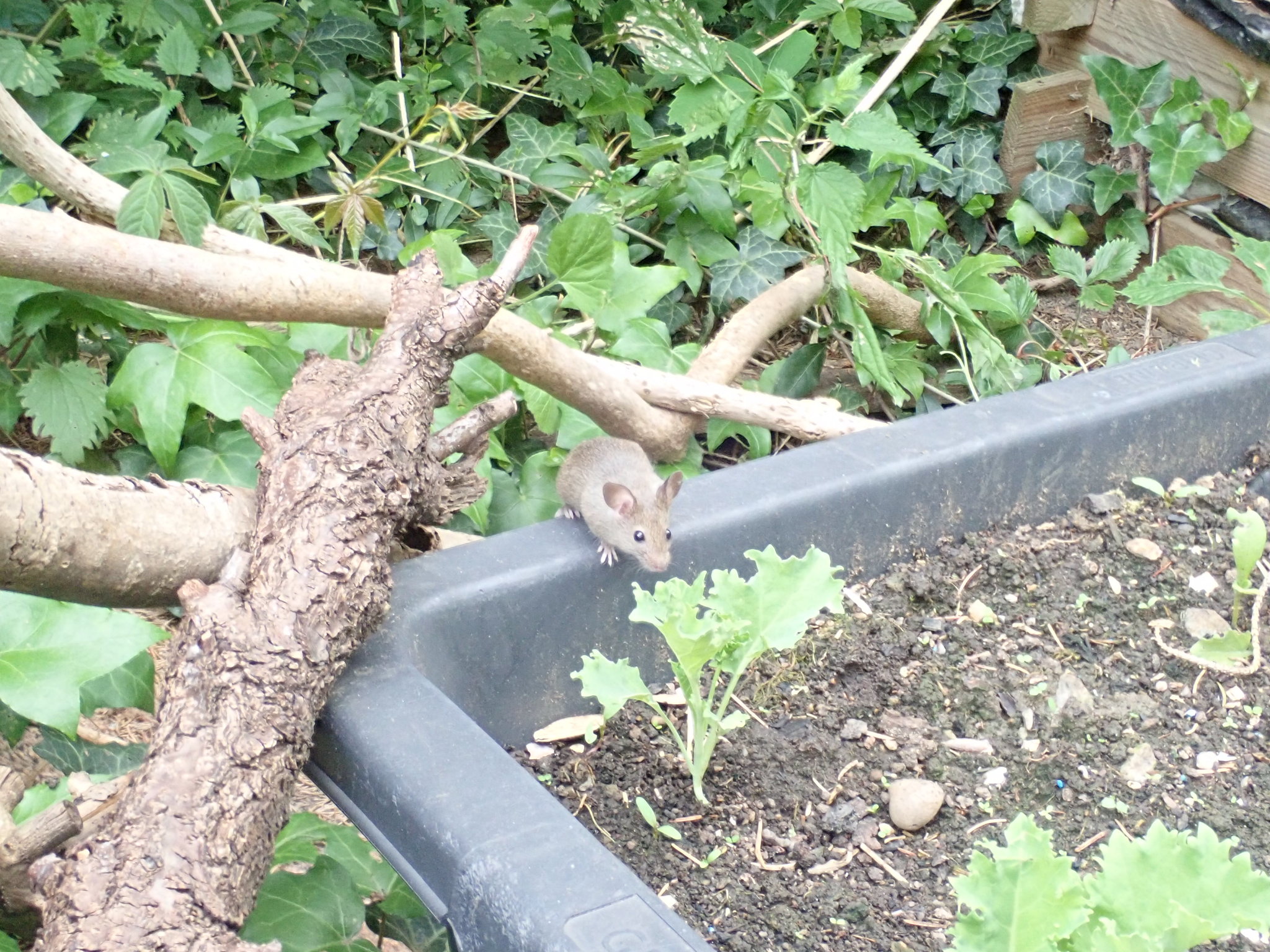 Mus musculus musculus