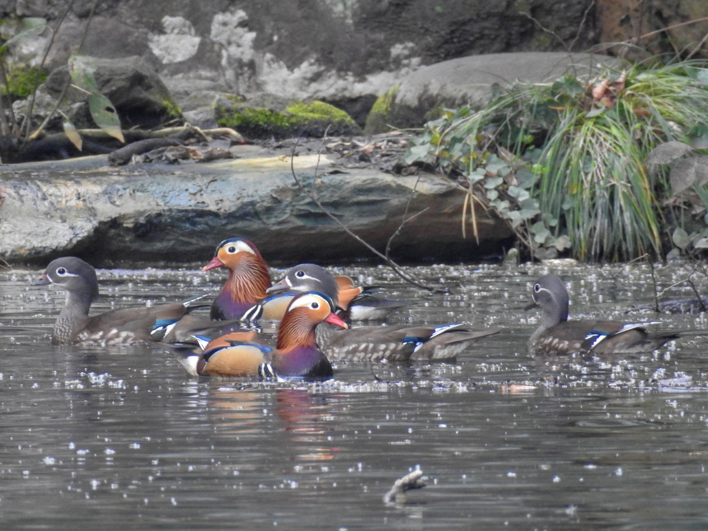 Mandarin Duck from Sendagaya, Shibuya City, Tokyo 151-0051, Japan on ...