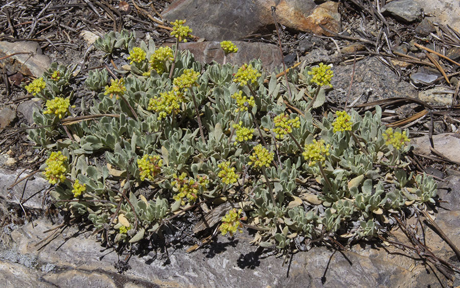Frosted Buckwheat from Nunatak Nature Trail, Inyo National Forest, Mono ...