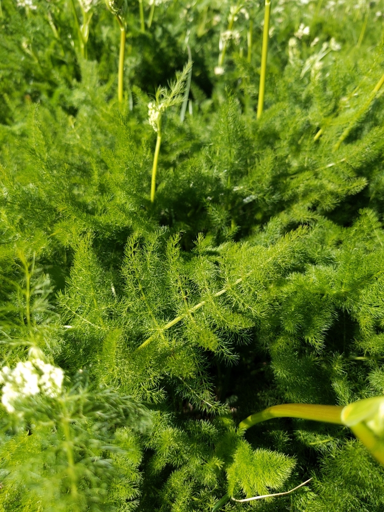 Spignel (Meum athamanticum) - Botanical Realm
