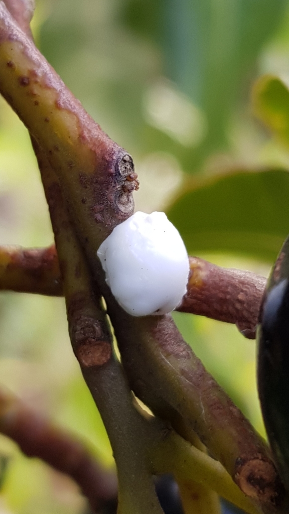Soft Wax Scale from Jervis Bay Territory, Australia on June 16, 2021 at ...
