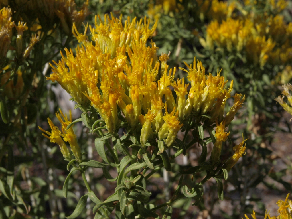 rabbitbrushes (Chrysothamnus) - Botanical Realm