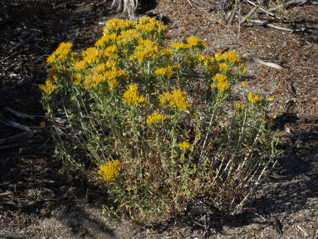 rabbitbrushes (Chrysothamnus) - Botanical Realm