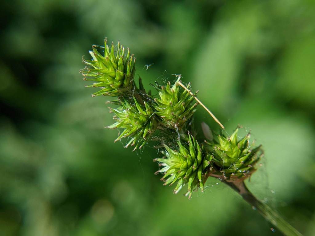 Greater Straw Sedge from Middlesex, Massachusetts, United States on ...
