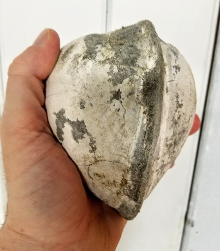 Cucullaea gigantea · iNaturalist Ecuador