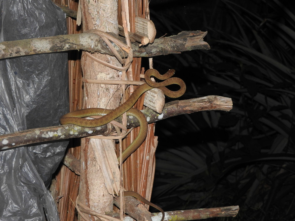 Egg-eating Snakes from Mai-Ndombe, République démocratique du Congo on ...