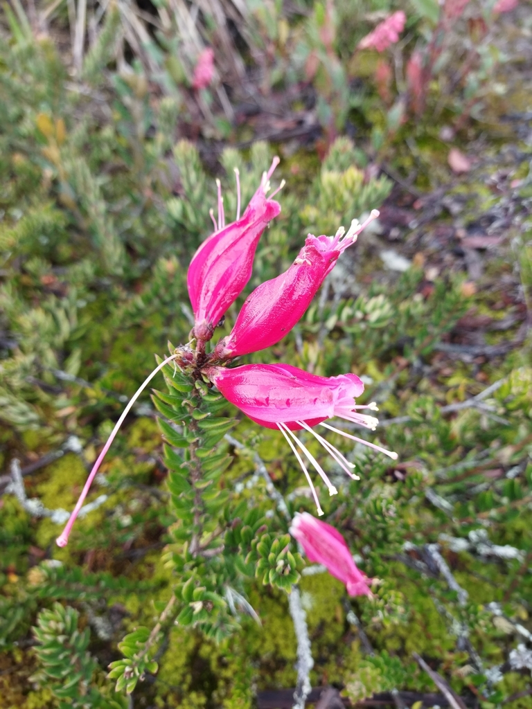 Bejaria resinosa from Usme, Bogotá, Colombia on June 16, 2021 at 07:11 ...