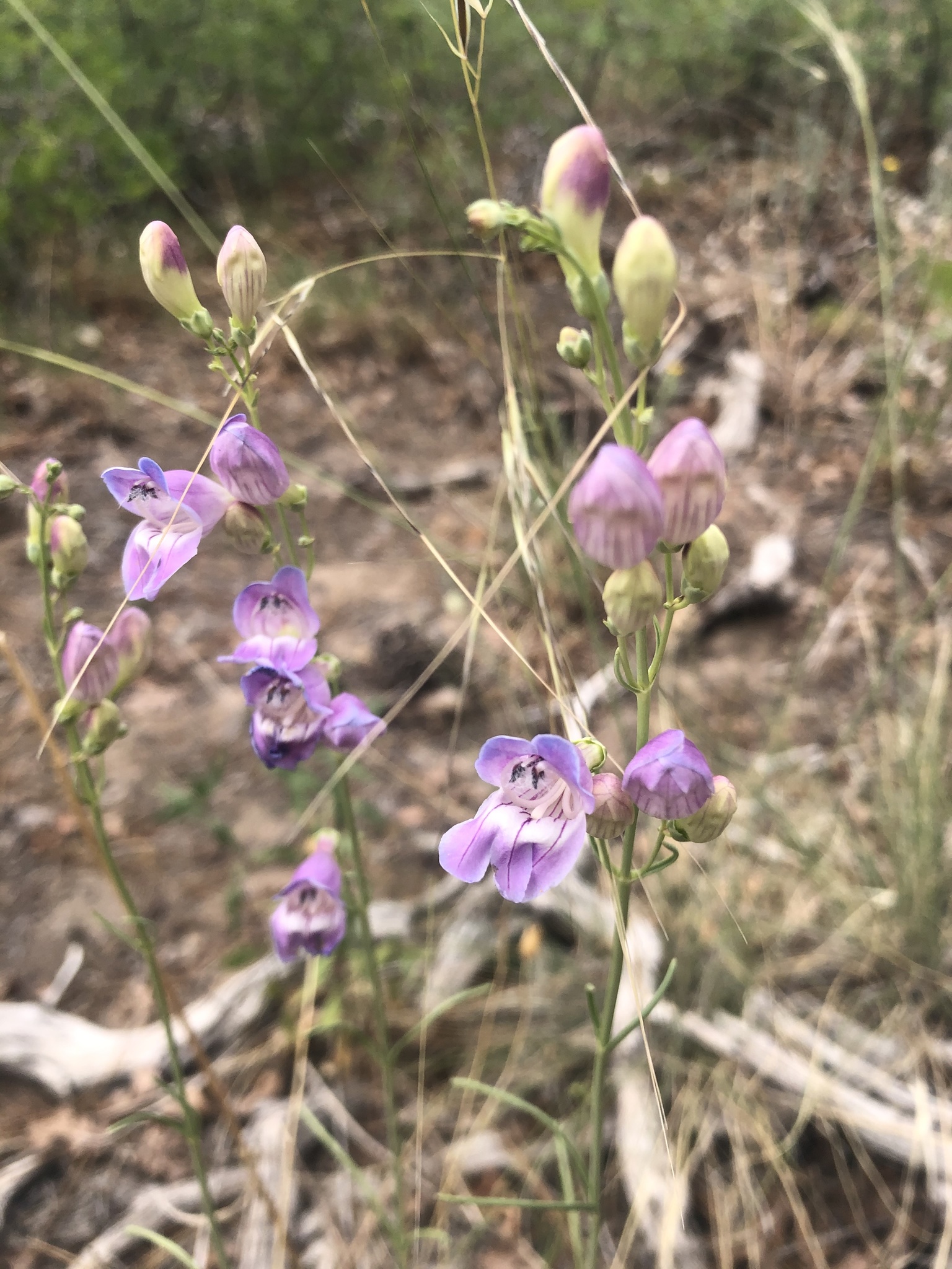 Penstemon comarrhenus A.Gray