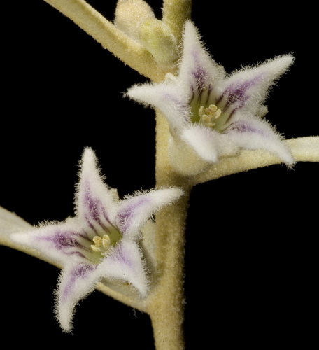 Anthotroches (Genus Anthotroche) · iNaturalist United Kingdom