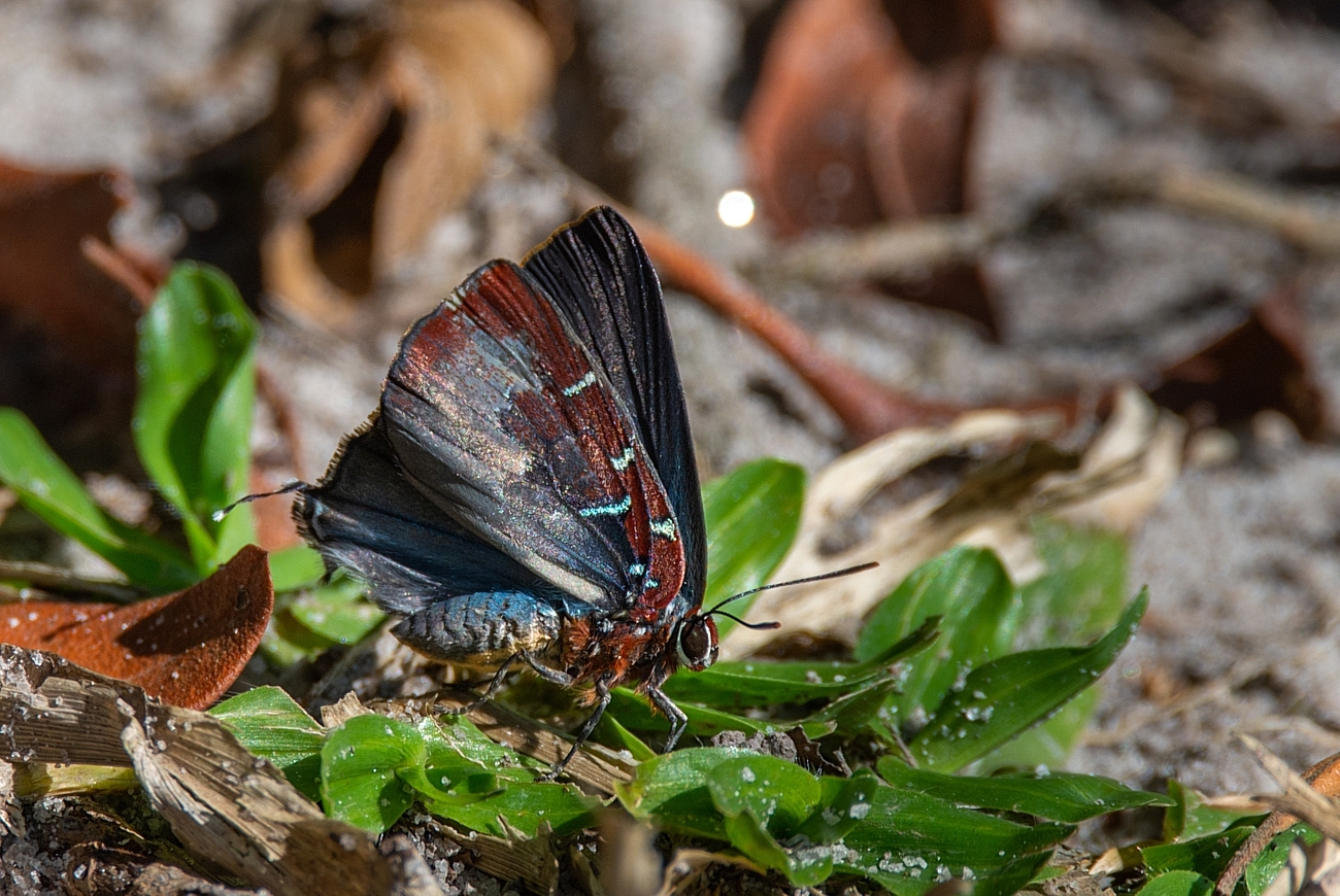 Brangas Hübner, 1819