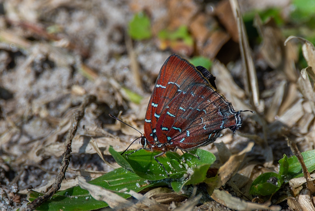 Brangas Hübner, 1819