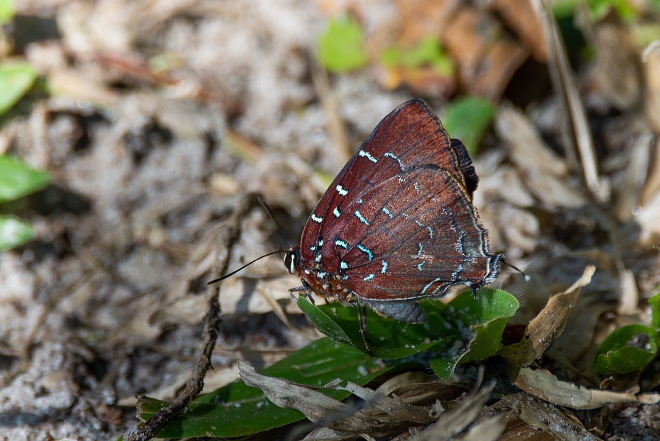 Brangas Hübner, 1819