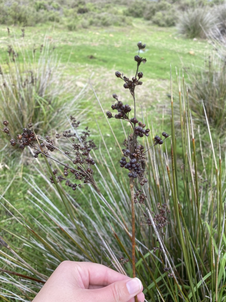 spiny rush from WC, ZA on June 16, 2021 at 01:26 PM by ashleyvdspuy ...