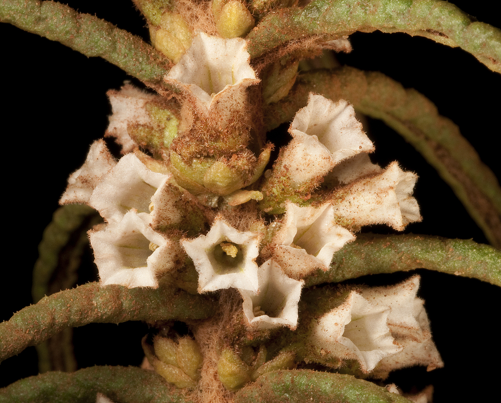 (Symonanthus aromaticus) - Botanical Realm