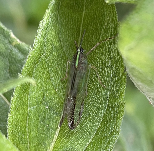 Raphiophora zephyra · iNaturalist