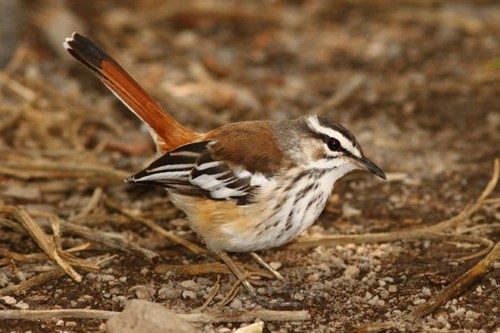 Enseleni Nature Reserve Check List · iNaturalist