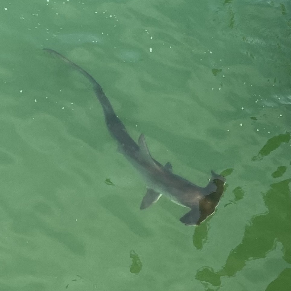 Scalloped Hammerhead in June 2021 by lightning_whelk · iNaturalist