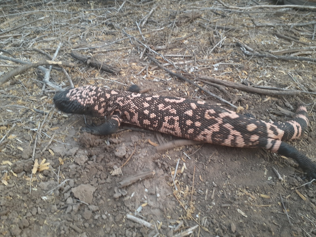 Gila Monster from Navojoa, Sonora, Mexico on June 15, 2021 at 06:48 PM ...