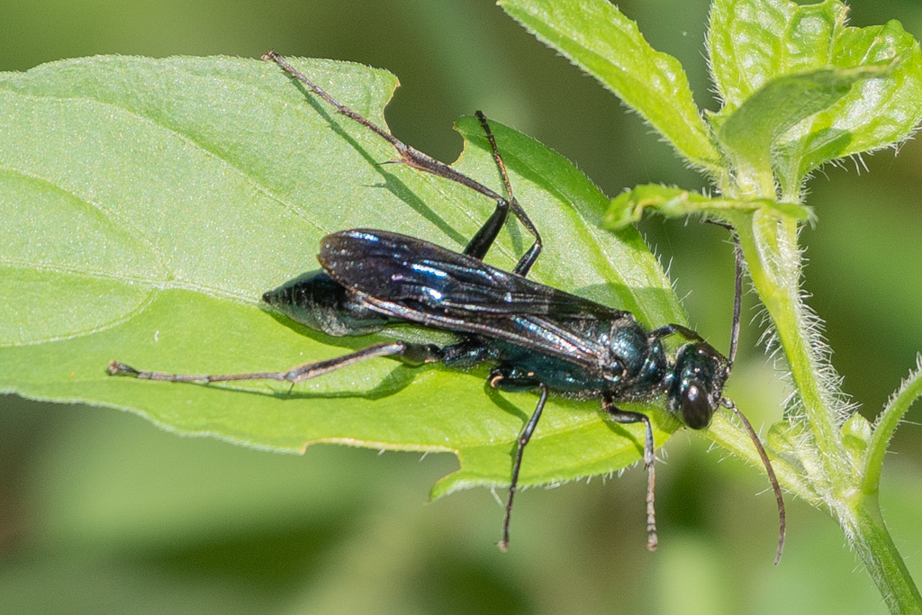 Nearctic Blue Mud-dauber Wasp in August 2020 by Tracey Fandre · iNaturalist