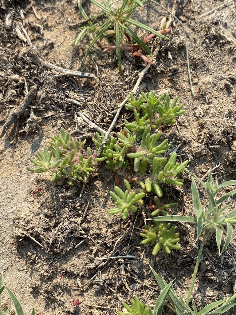 Desert Portulaca from Boone, CO, US on June 16, 2021 at 08:41 AM by ...