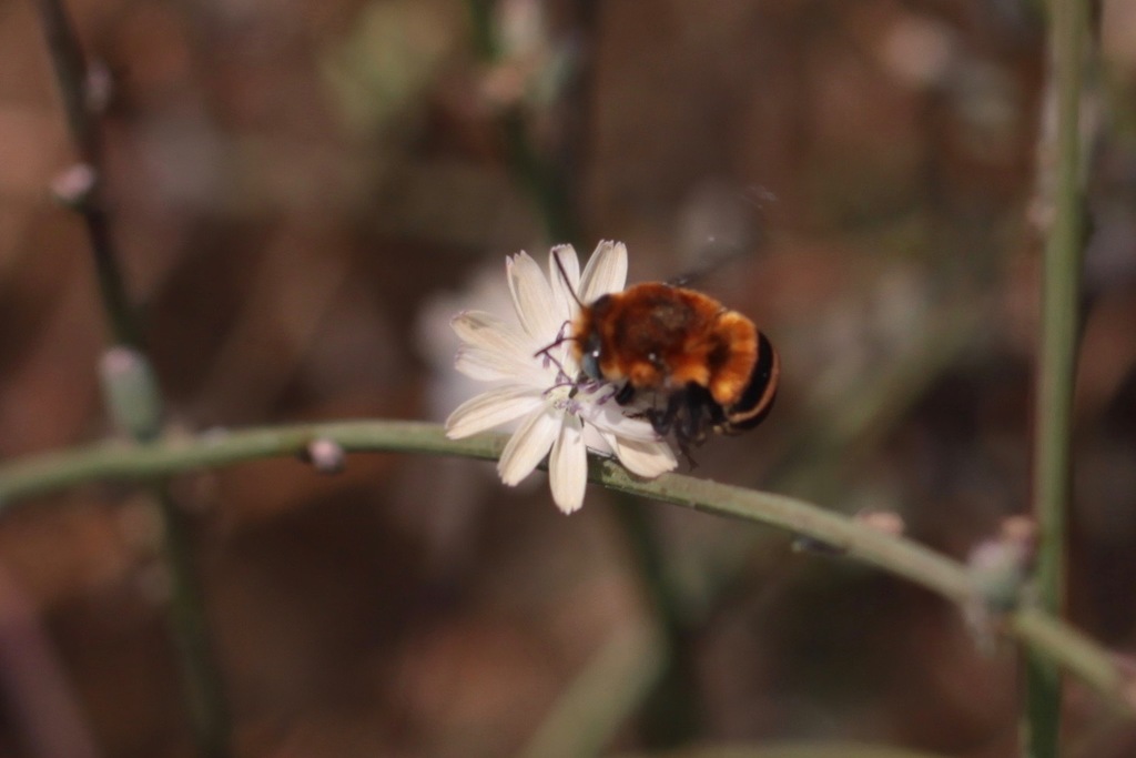 San Clemente Digger Bee from Point Loma, San Diego, CA, USA on ...