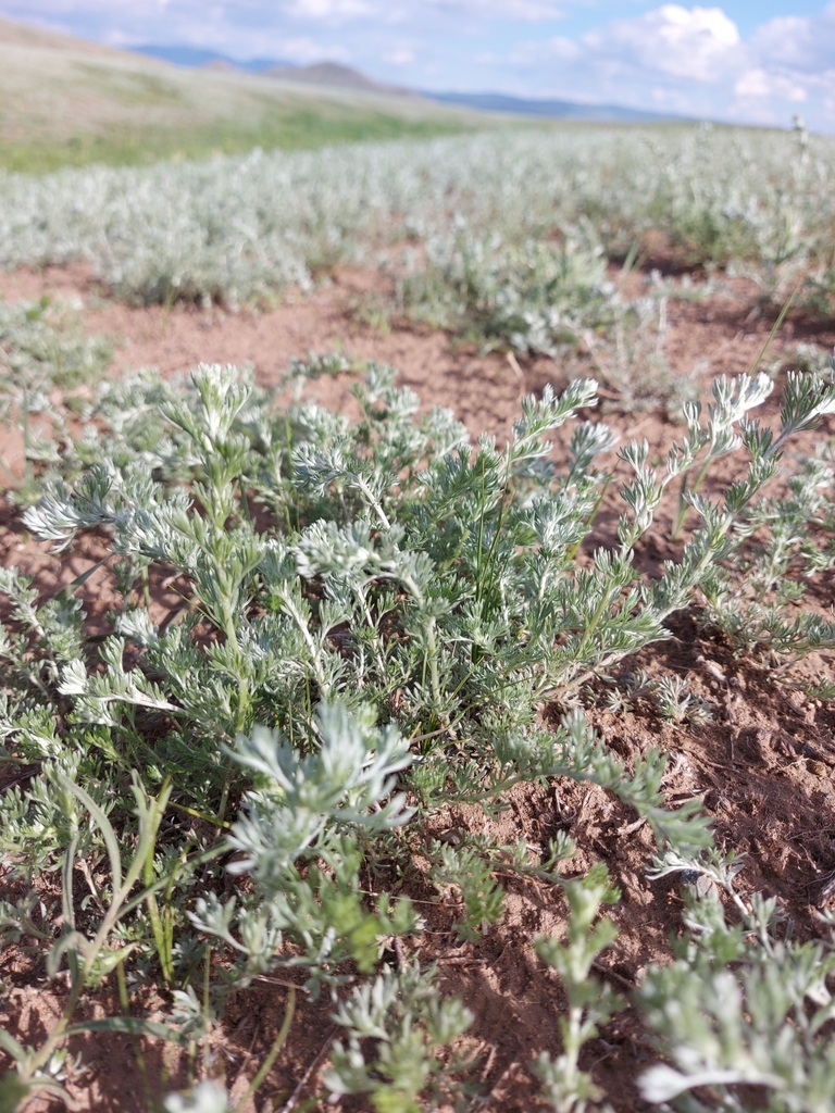 fringed sagebrush from Zaamar on June 16, 2021 at 09:30 AM by indramn ...