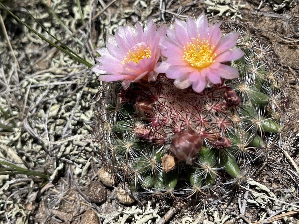 Mountain Ball Cactus from Eleven Mile, Lake George, CO, US on May 25 ...