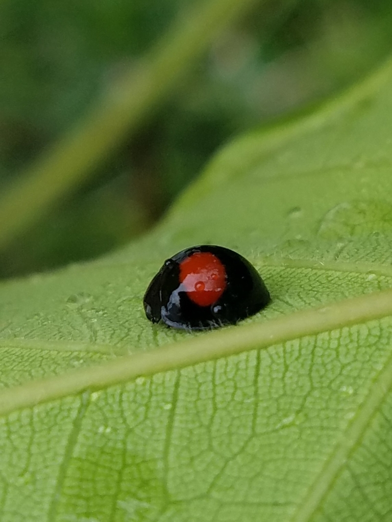 Cactus Lady Beetle from Centro on June 16, 2021 at 11:01 AM by Lucy ...