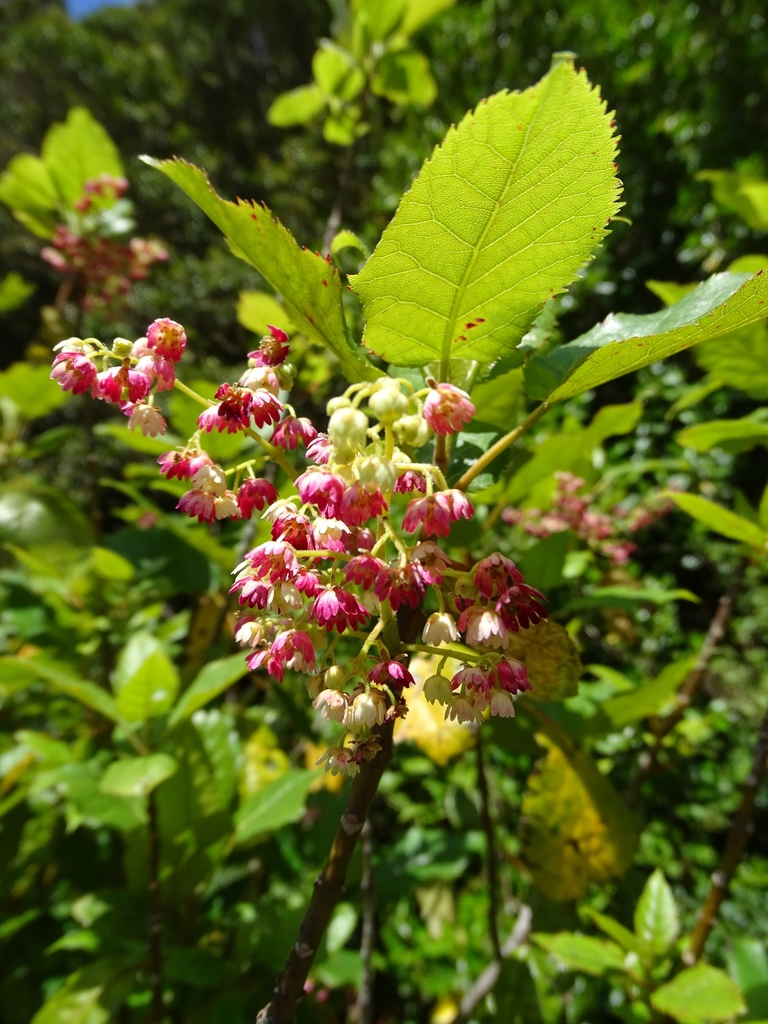 (Aristotelia) - Botanical Realm