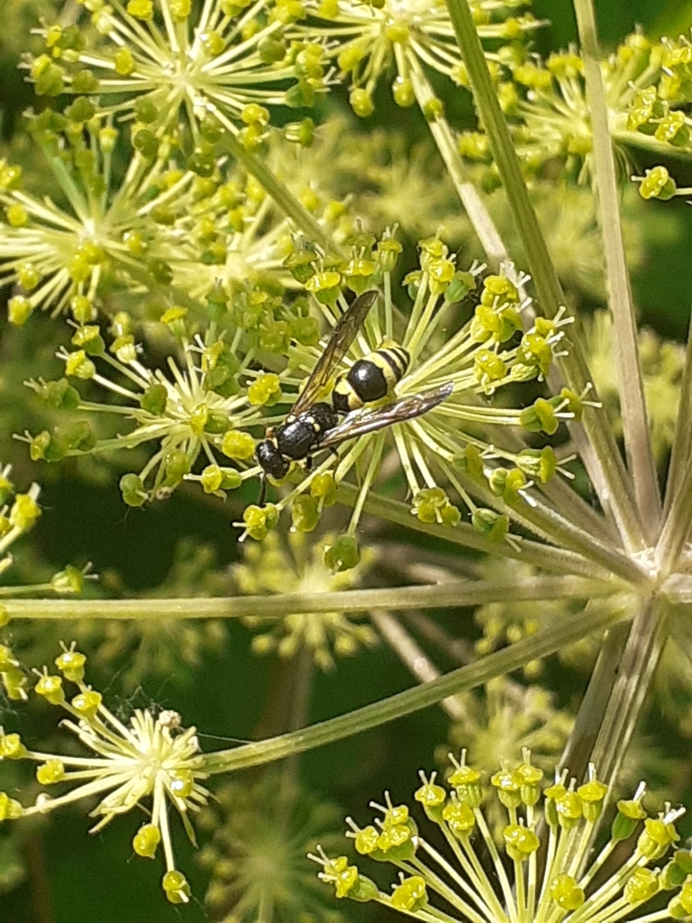 Symmorphus in June 2021 by pistoolkreeftje · iNaturalist