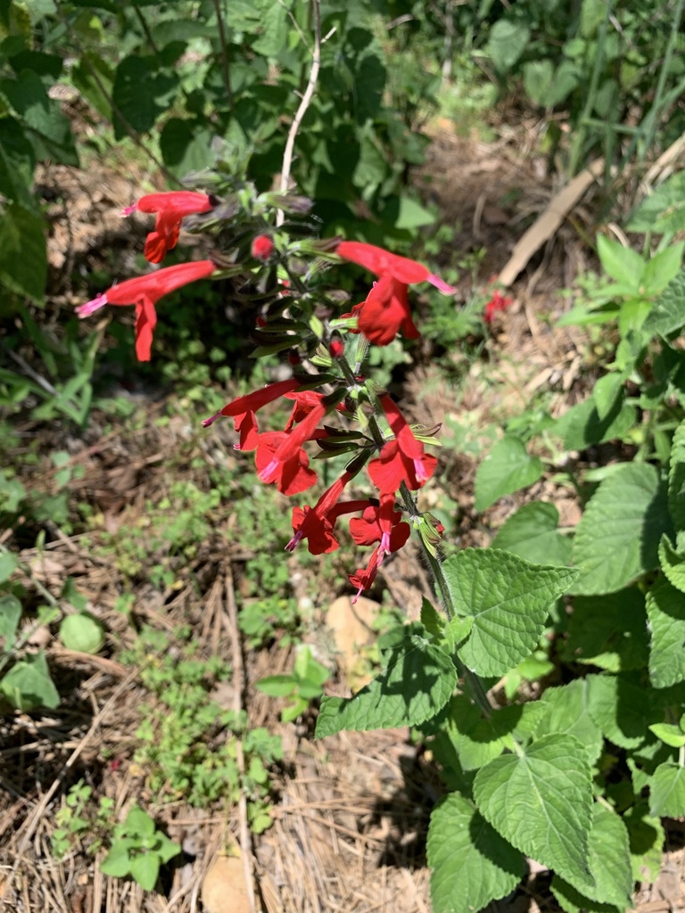 Tropical sage from Ledbetter, TX, US on June 16, 2021 at 11:45 AM by ...