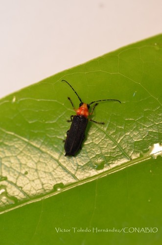(Phaea maxima)