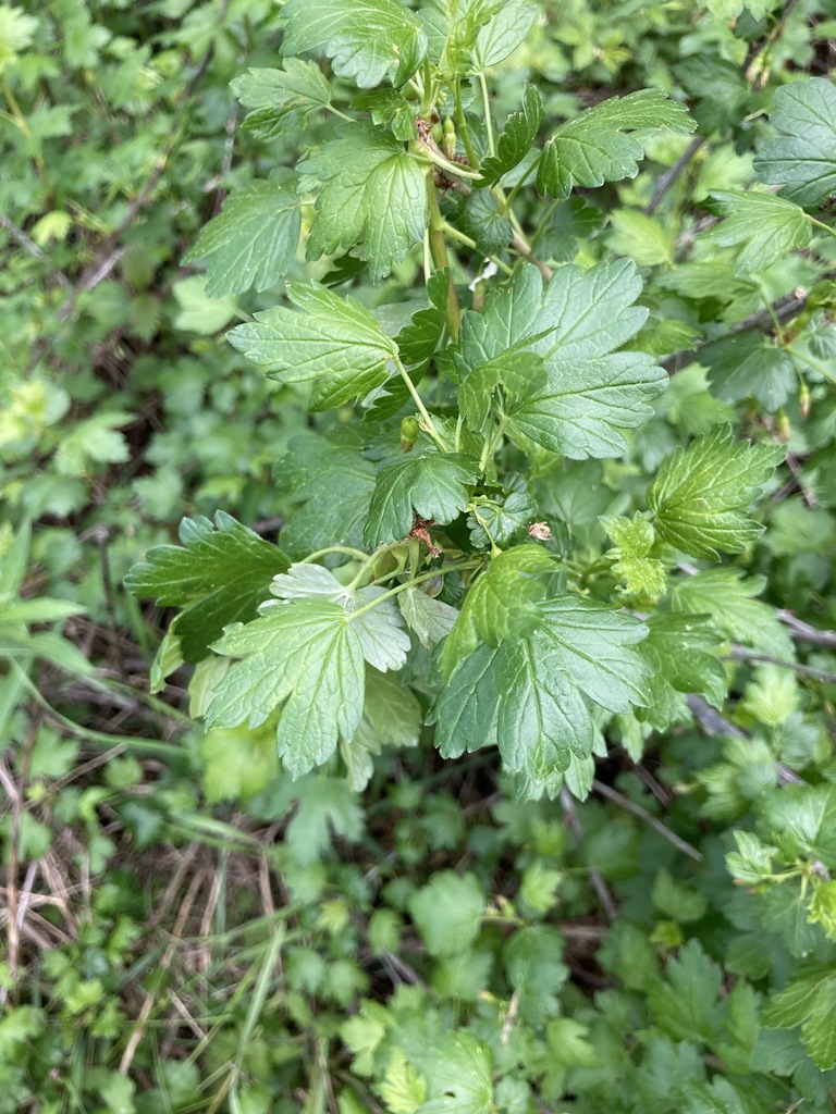 Canadian gooseberry from Division No. 3, AB, Canada on June 11, 2021 at ...