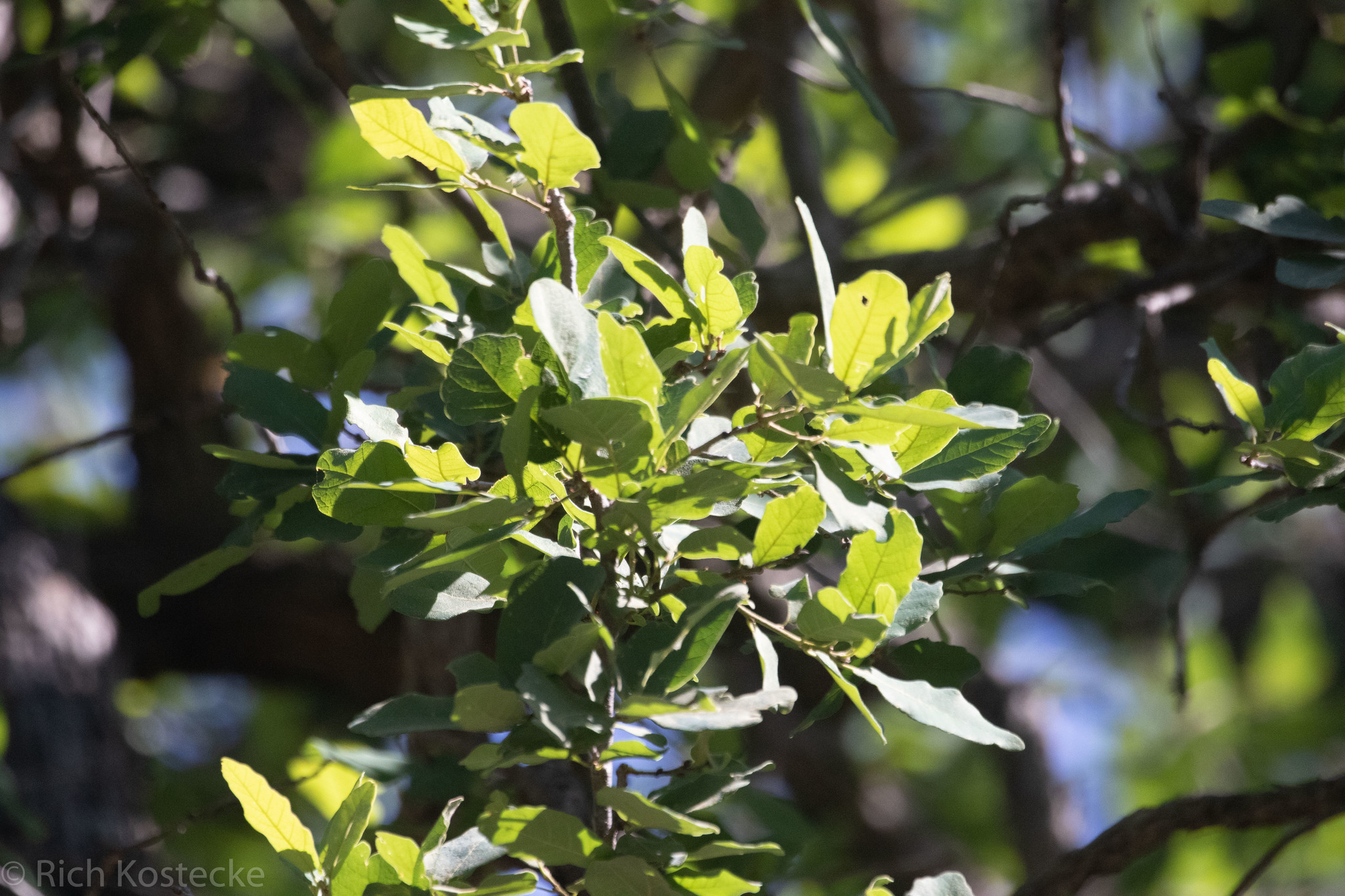 Quercus polymorpha Schltdl. & Cham.