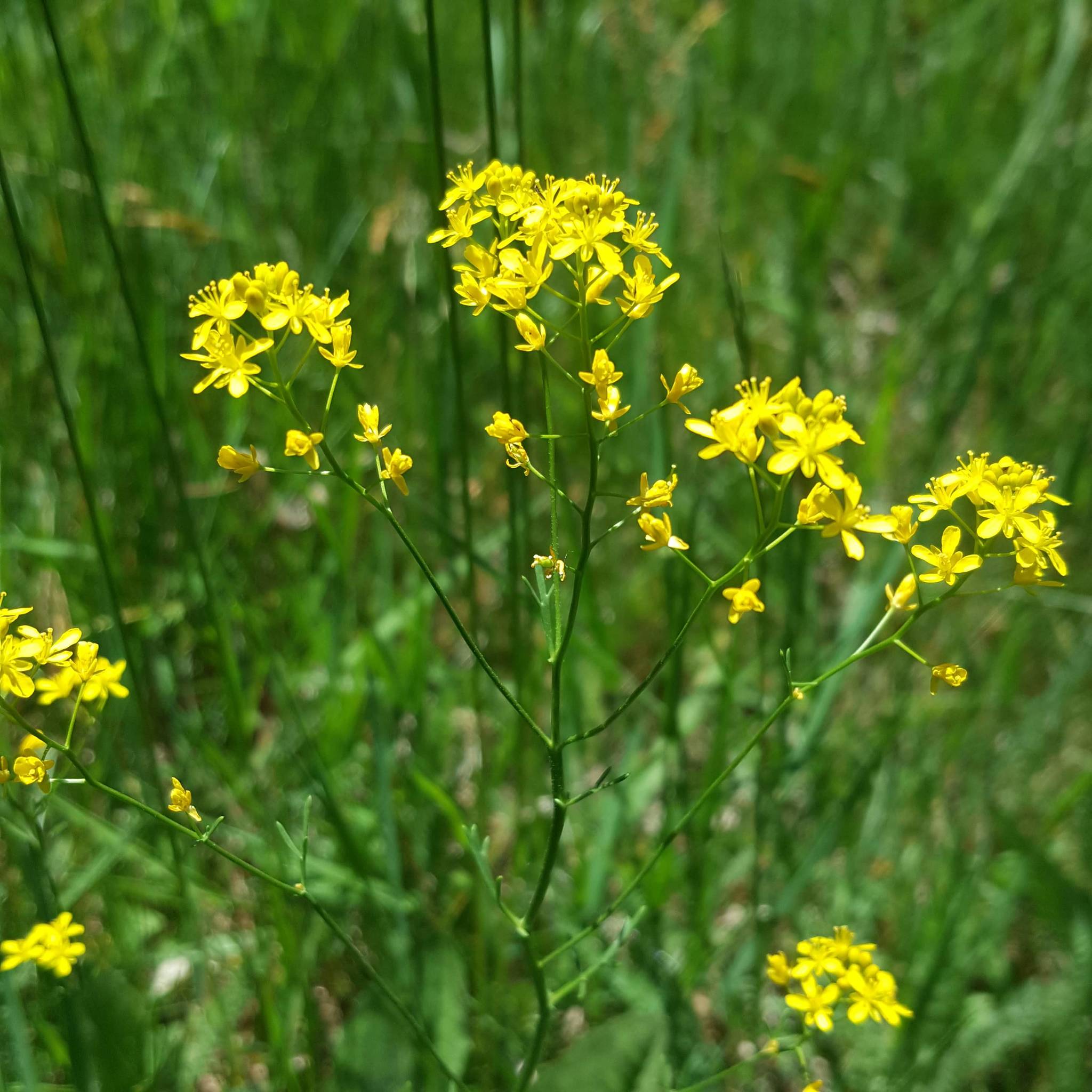 Rorippa pyrenaica (L.) Rchb.