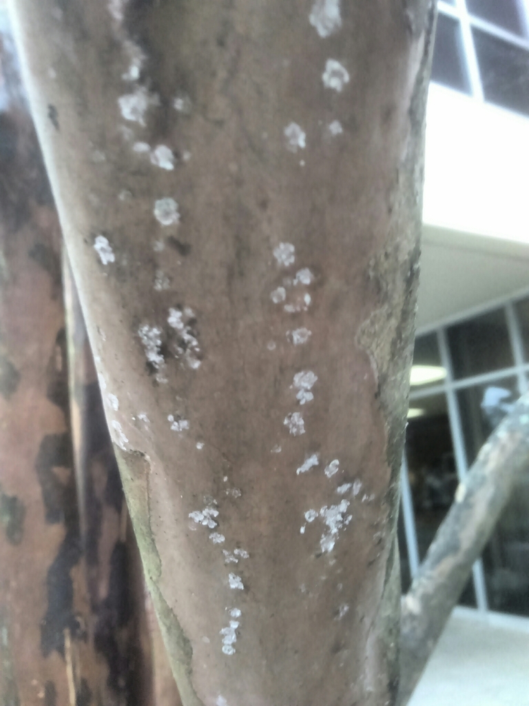 Eriococcus lagerstroemiae (A guide to the Ecdysozoa: Insecta: Hemiptera ...