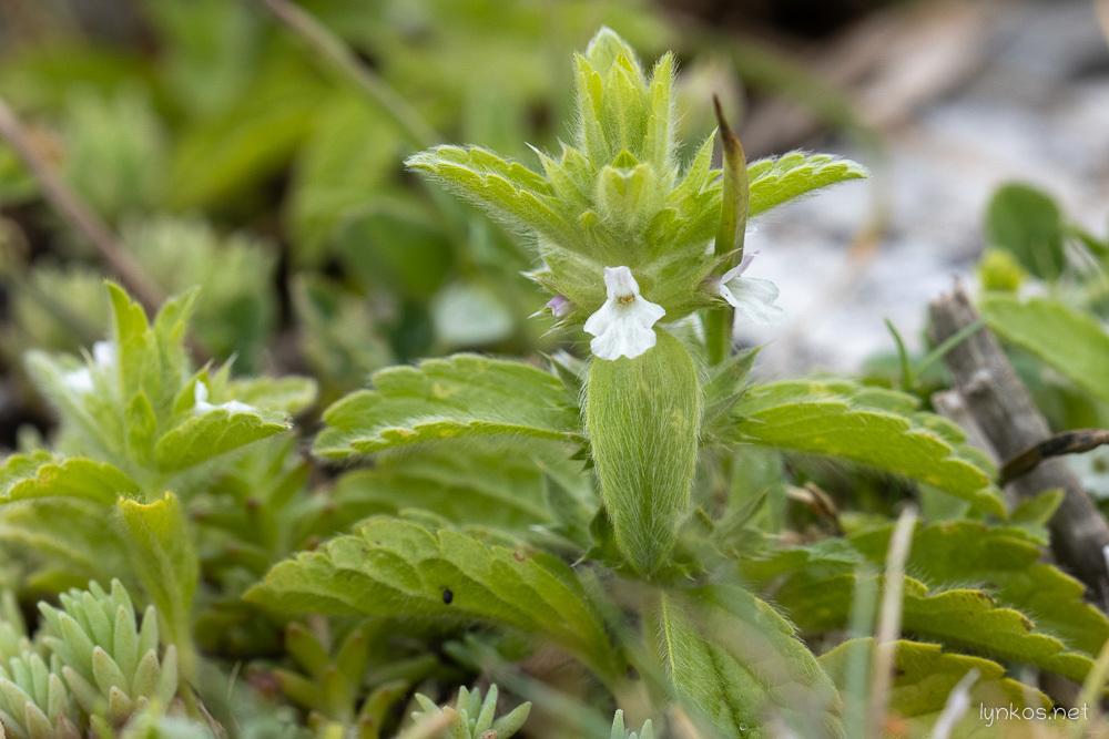 Common Ironwort from Provincia di Isernia, Italia on June 12, 2021 at ...
