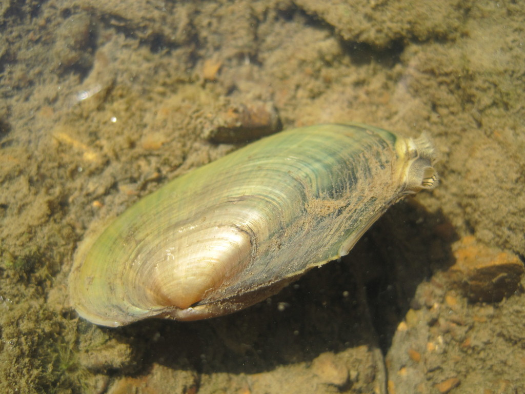 Fragile Papershell (Freshwater Mussels of the Midwest) · iNaturalist