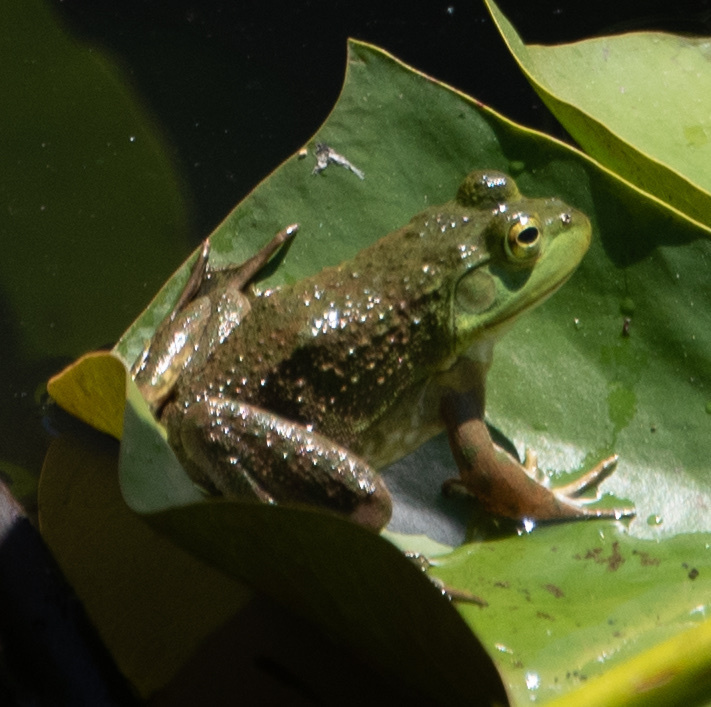 American Bullfrog from Penitentiary Glen Reservation, Kirtland, OH, US ...