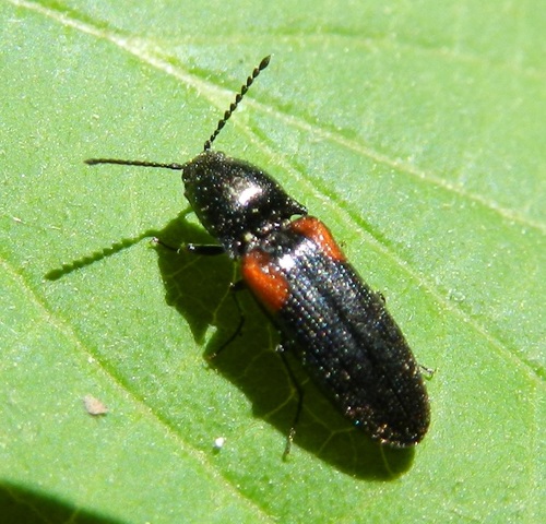 Limonius stigma · iNaturalist