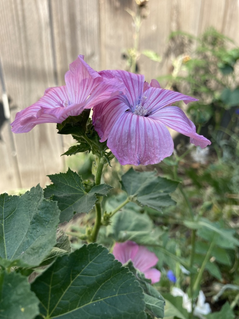 Common Mallow from Midwood Dr, Los Angeles, CA, US on June 16, 2021 at ...
