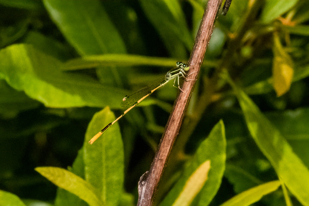 Citrine Forktail in May 2021 by Larry Basden · iNaturalist