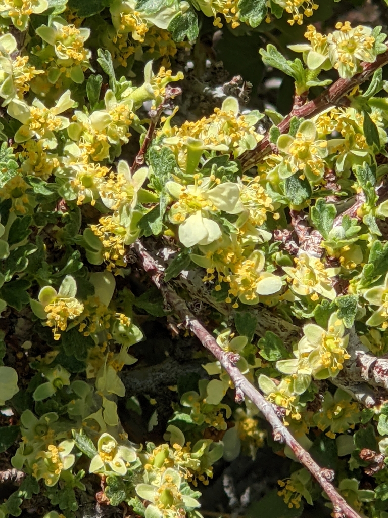 Antelope Bitterbrush from Oasis, NV 89835, USA on June 13, 2021 at 02: ...