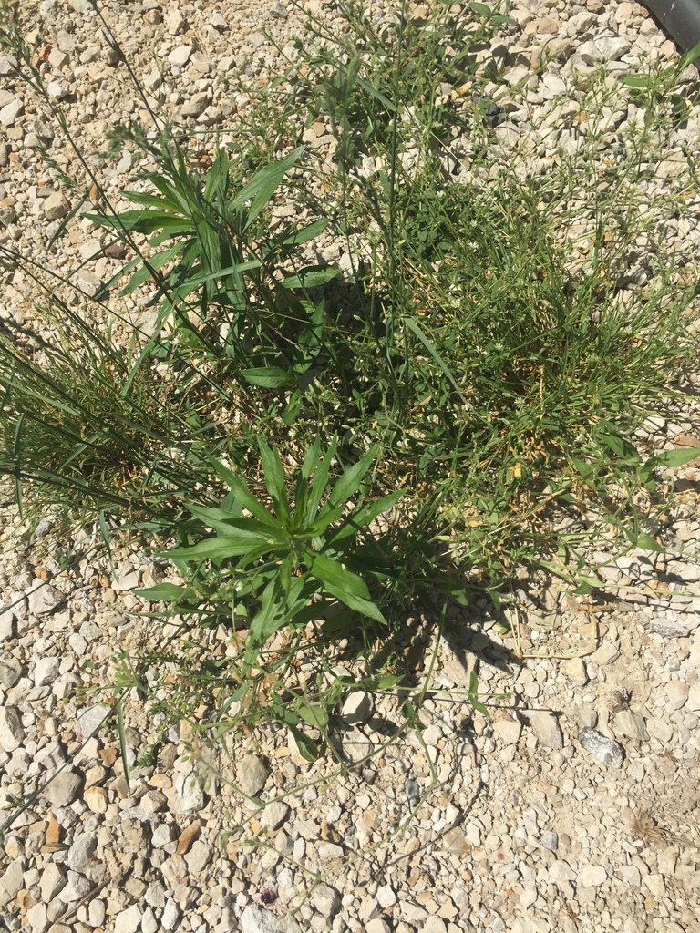 horseweed from W Cloverdale Rd, Hastings, MI, US on June 16, 2021 at 02 ...